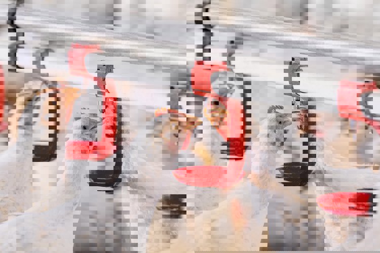 Brojlery - Trouw Nutrition Poland